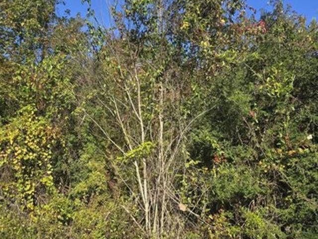 Jim Ramsey Cutoff Rd, Vancleave, MS 39565