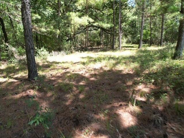 Jones Rd, New Waverly, TX 77358