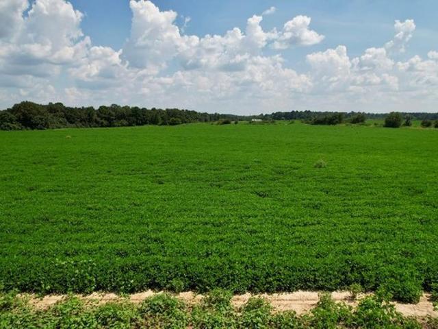 Judge Logue Rd, Newton, AL 36352
