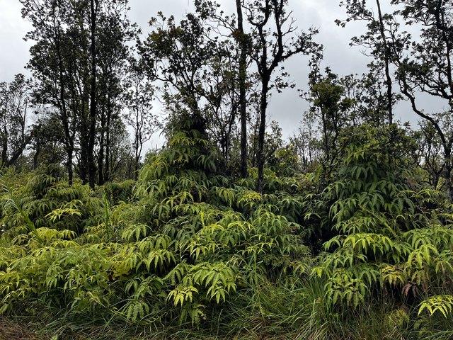 Kaleponi Dr, Volcano, HI 96785