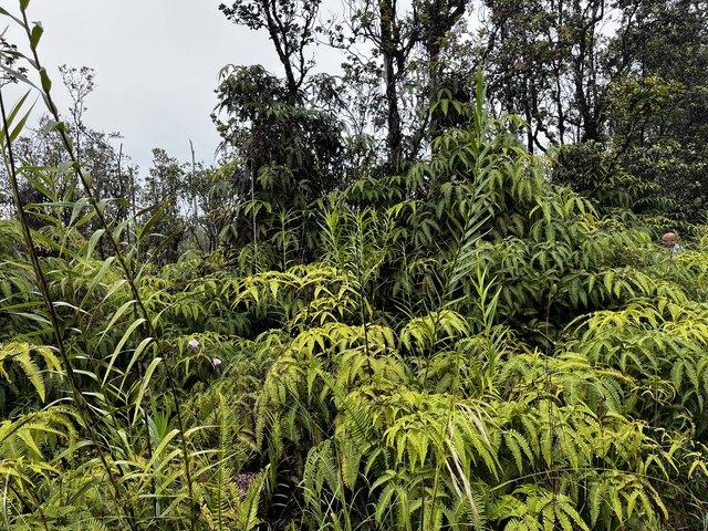 Kaleponi Dr, Volcano, HI 96785