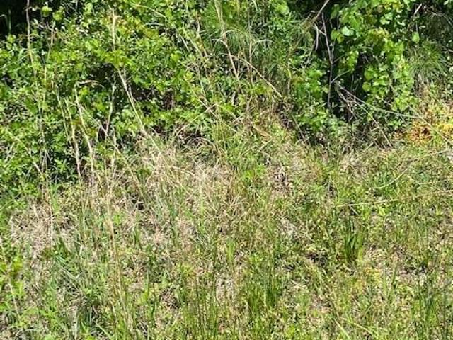 Kathleen Trail, Palm Coast, FL 32164 | MLS #276564