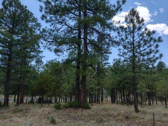 Katies Way Lots 45 & 4, Happy Jack, AZ 86024