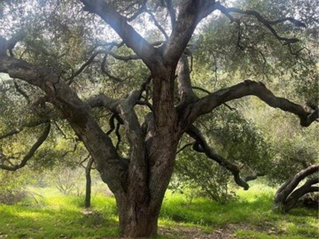 Kenwood, Val Verde, CA 91384