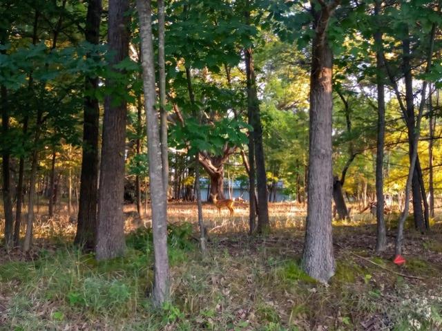 Kings Way Lot 234, Gladwin, MI 48624