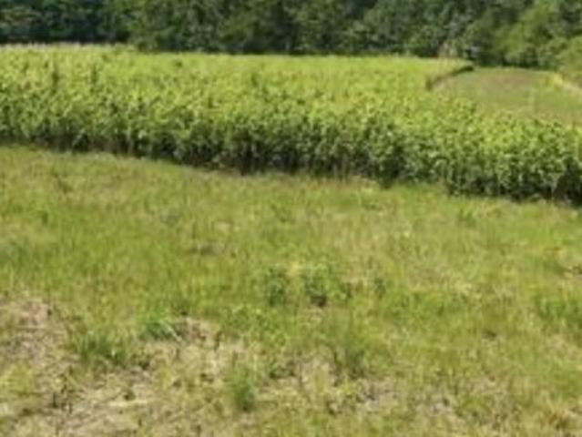 Kings Hwy Lot,montross, Plot For Sale