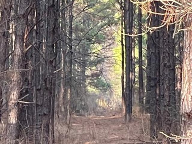 Tract 21 Kickapoo Rd, Groveton, TX 75845
