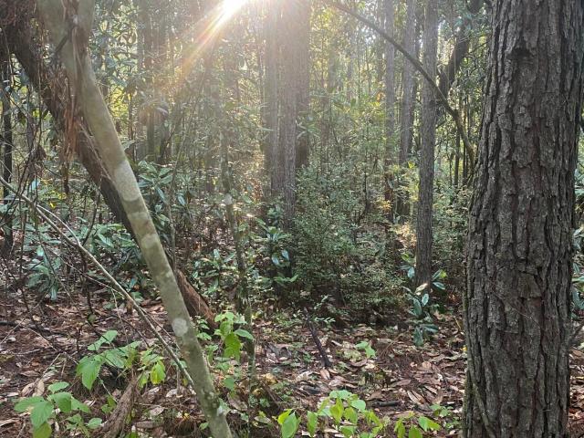 Kirby Creek Road