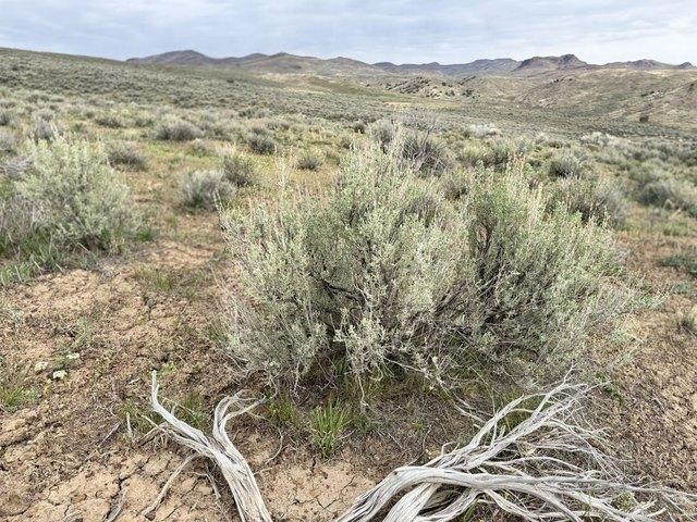 Kittridge Canyon Rd, Elko, NV 89801