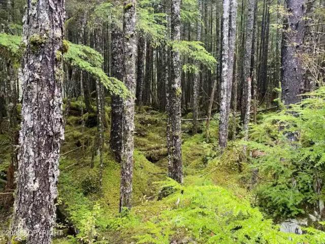 l10 SARKAR, NAUKATI BAY, AK 99000 Vacant Land For Sale MLS# 2.