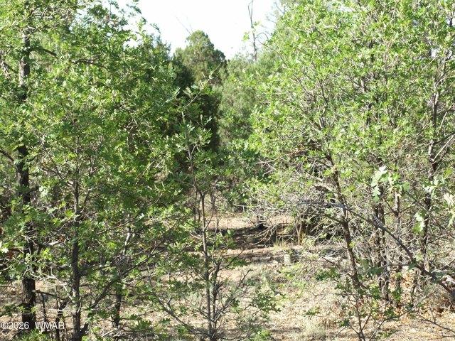 Lamb Dr Lot C, Pinedale, AZ 85934