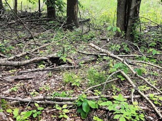 Lance Lake Rd Lot 58, Wolverine, MI 49799