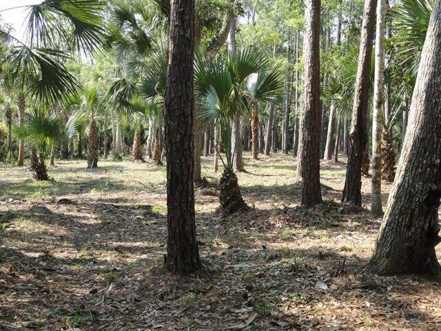 land Apalachicola FL DS91822429