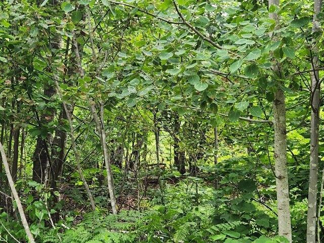 land Buckfield ME ES103967369