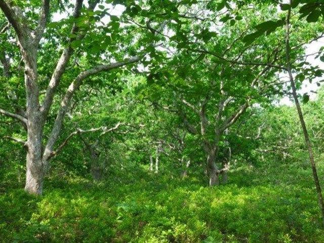 land Chilmark MA DS102800029