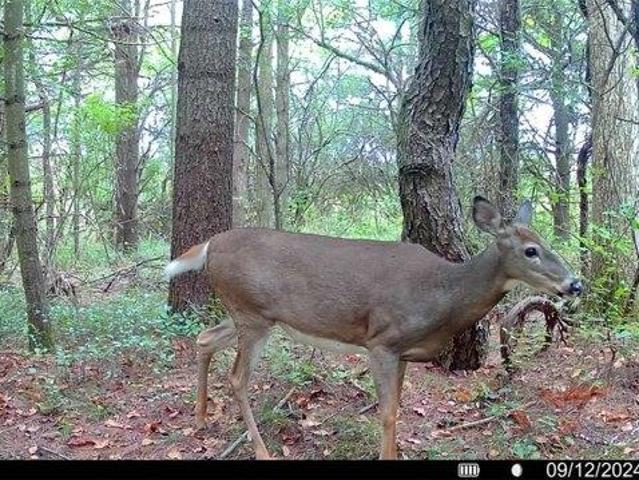 land Clayton NY DLS91400281