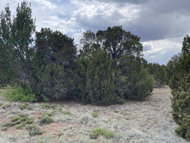 land Concho AZ DLS93106503