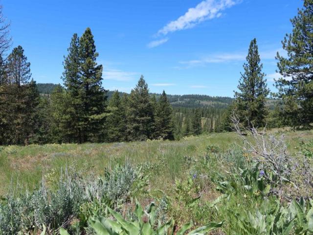 land Council ID DLS91915551