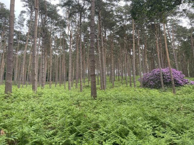 Land for sale