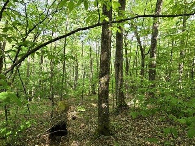 land Slatyfork WV ES104898558