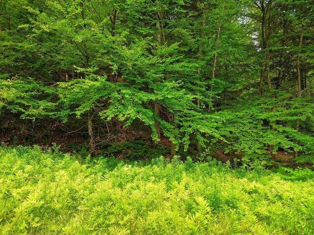 land Springfield VT ES104759755