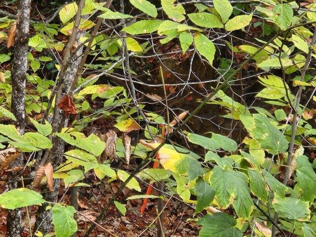 land Warner NH DS103125991