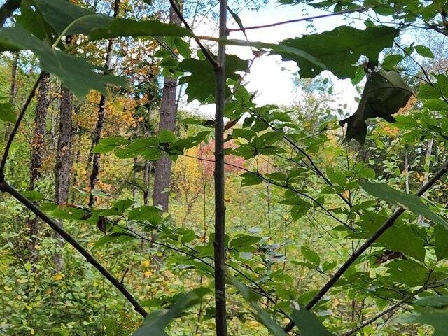land Warner NH ES104791986