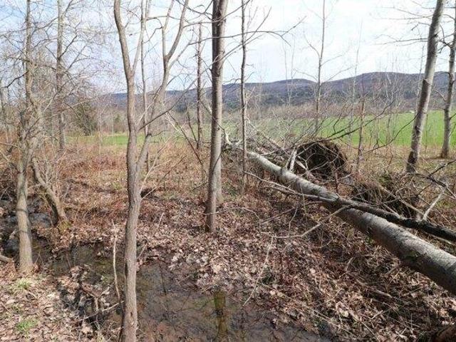 land Warren VT DLS102156569