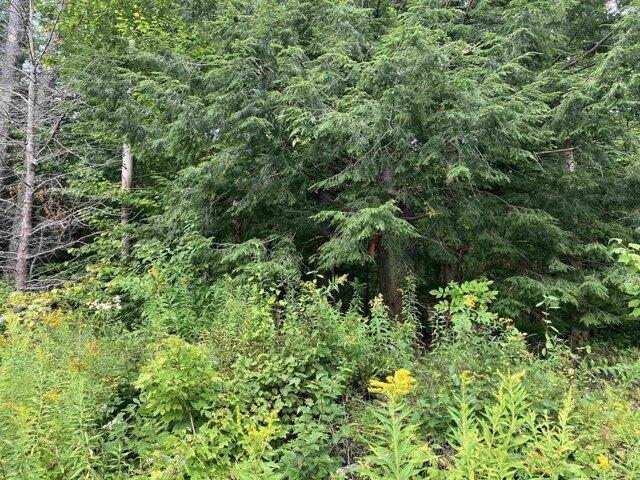 land Wilmington VT ES105576731