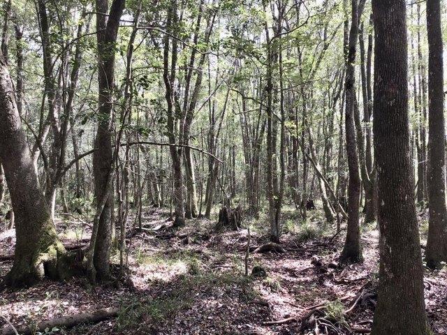 Landfield Rd, Chatom, AL 36518