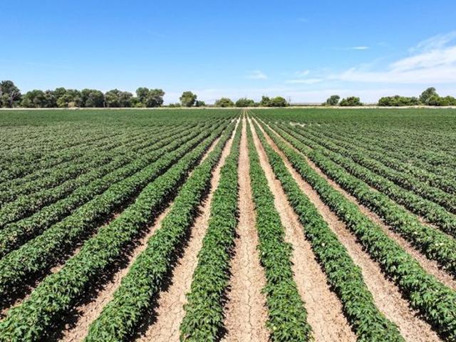 Lacey Blvd, Lemoore, CA 93245