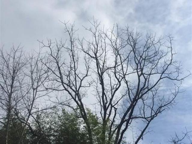 Lackey Ln, Covesville, VA 22931
