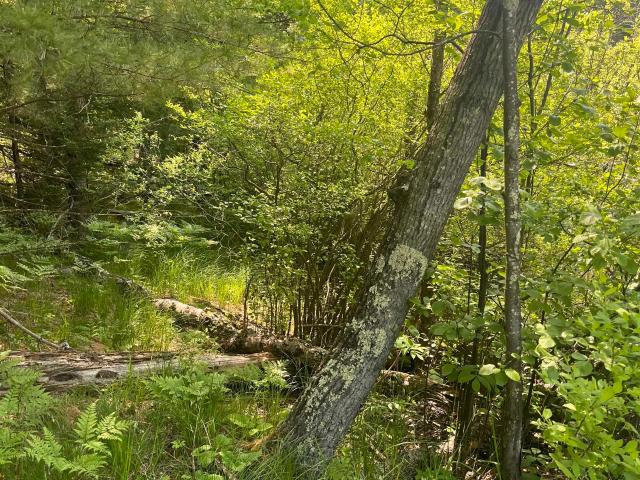 Lake john road