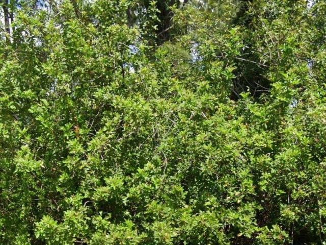 Lake Placid FL 33852 LS101012192