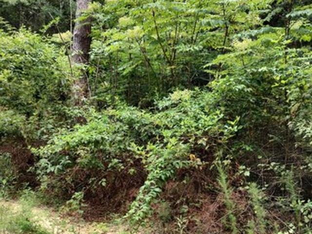 Lakeshore Dr Lot 160, Lumberton, MS 39455