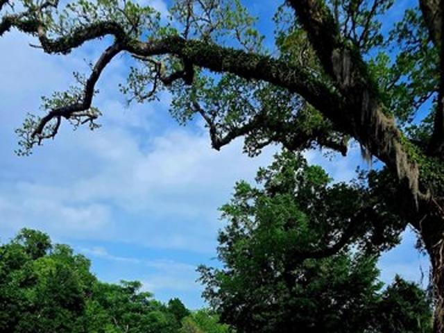 Leovy Ave Lot B, Pass Christian, MS 39571