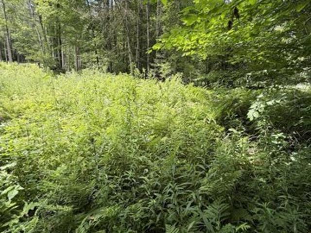 Ledge Rd, Lisbon, Plot For Sale
