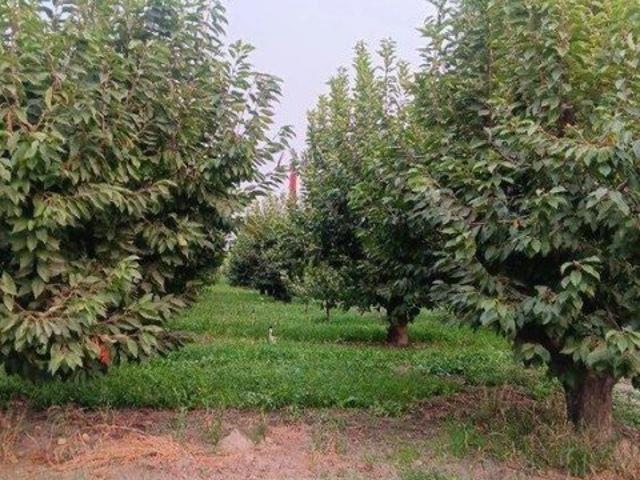 Lester Rd, Sunnyside, WA 98944