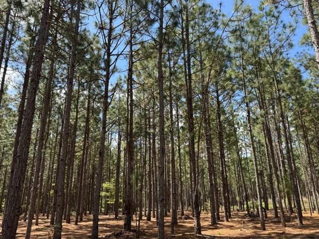 Leverne Rd, Clio, SC 29525