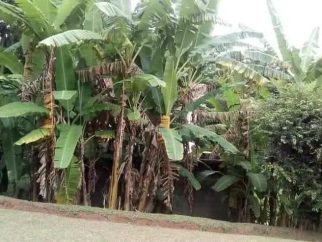 Linda chácara, campo limpo paulista, figuera branca, venda e compra, jundiaí