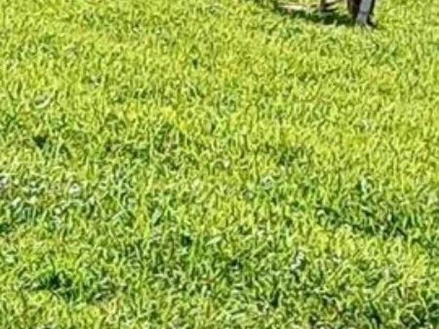 LINDA CHÁCARA COM 15.000 MTS DE TERRENO EM CABREÚVA