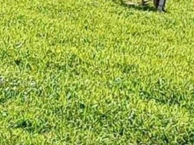 LINDA CHÁCARA COM 15.000 MTS DE TERRENO EM CABREÚVA