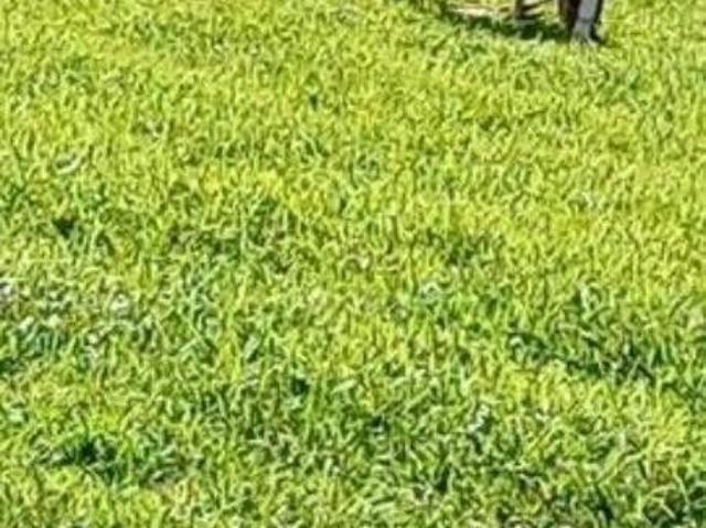LINDA CHÁCARA COM 15.000 MTS DE TERRENO EM CABREÚVA