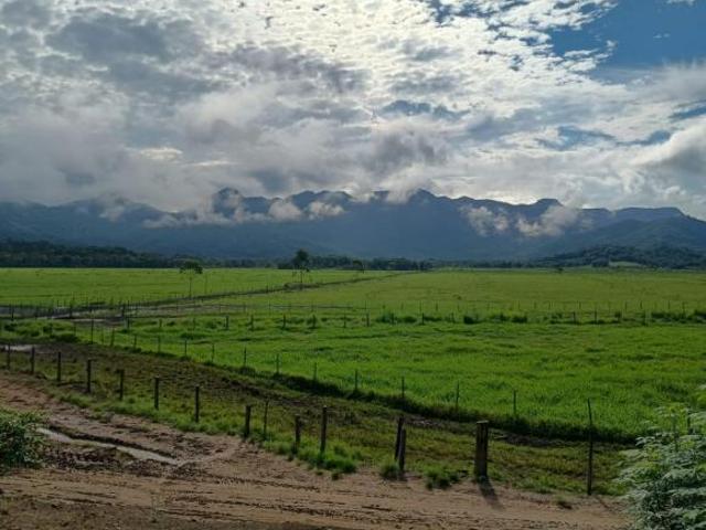 Linda Fazenda à venda em Iguape SP, com 532 hectares e grande área de pasto
