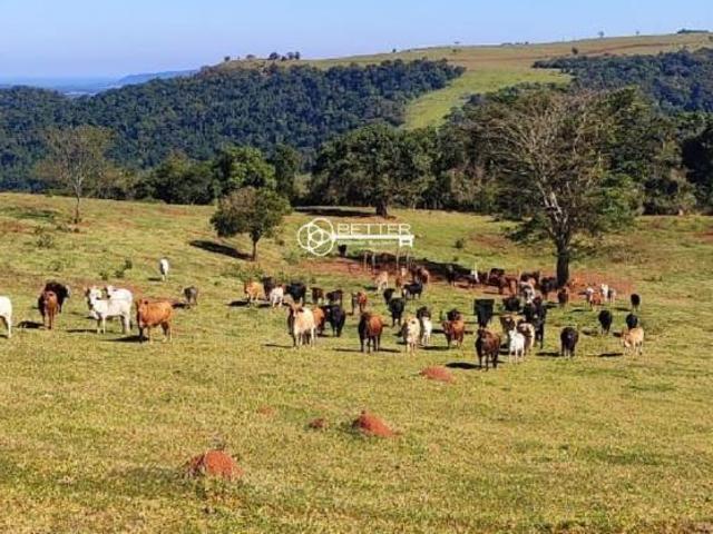 LINDA FAZENDA DE PECUARIA E EUCALIPTO BOTUCATU/SP