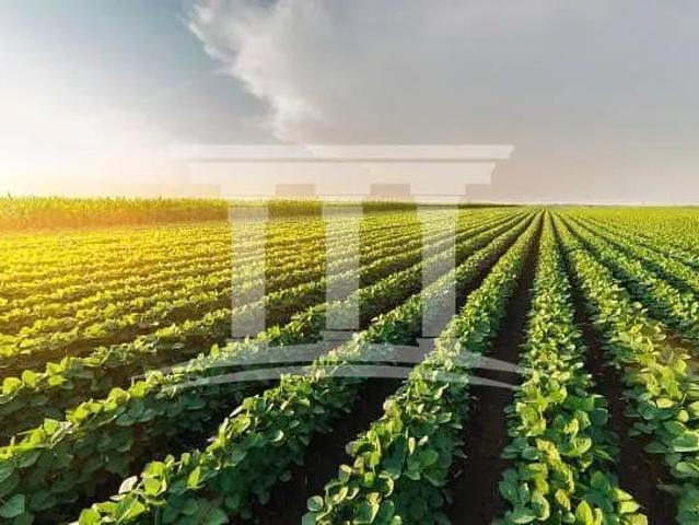 Linda Fazenda, 2950 ha por R$ 180.000.000 próximo a Nova Ubiratã MT