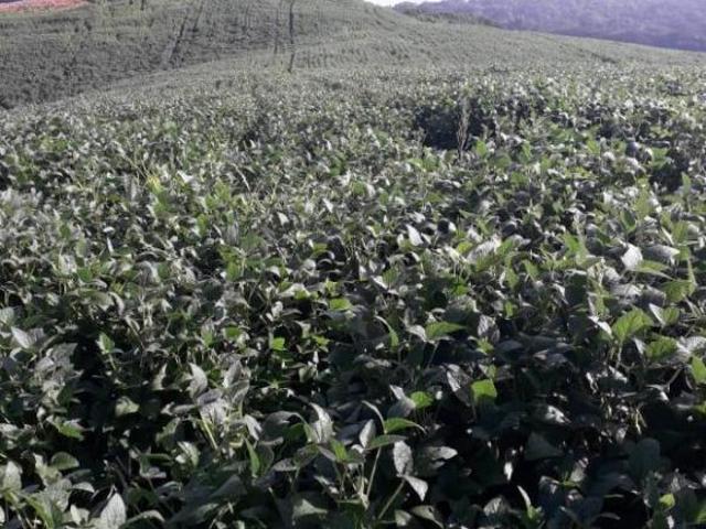 LINDO SITIO 5 ALQUERES E MEIO, 133 MIL M², A 4 KM DA RODOVIA DO XISTO, MARIENTAL CONTENDA COM CASA 1
