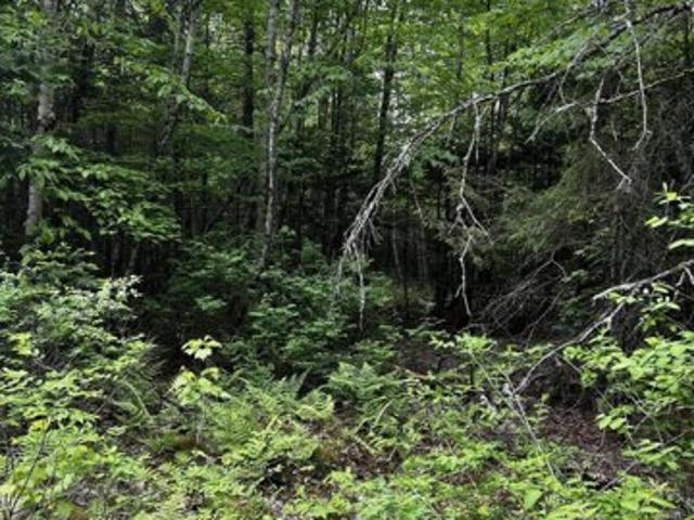 Lilly Dr Lot, Newport, Plot For Sale