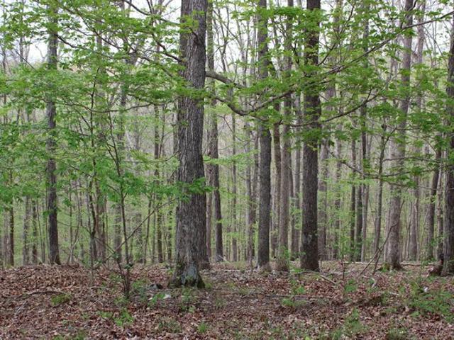 Lisanby Rd Lot 80, Eddyville, KY 42038