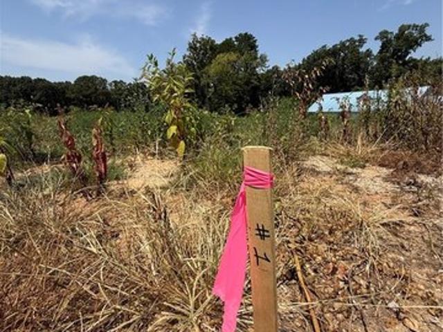 Little St Lot 1, Seligman, MO 65745